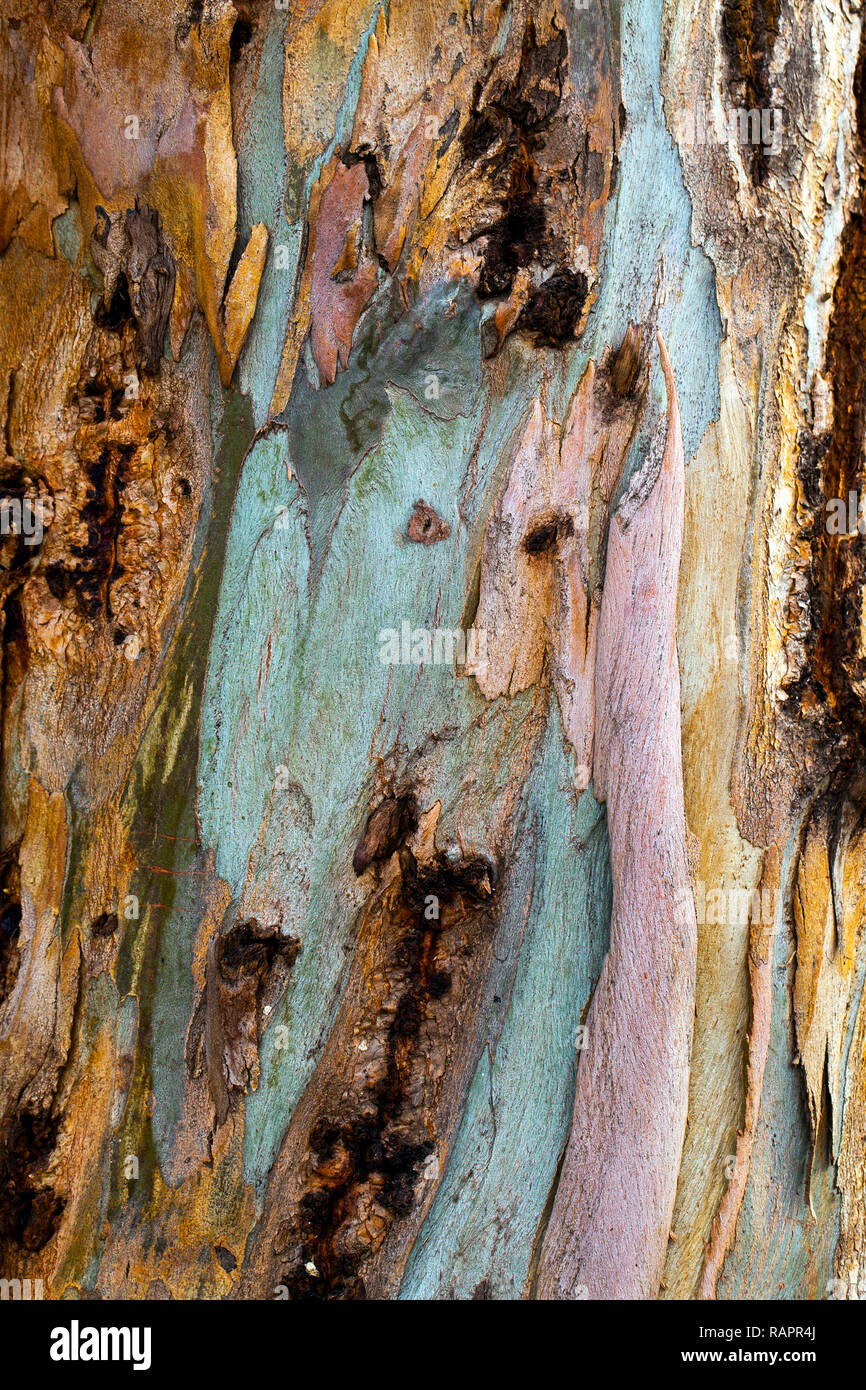 Natural Tree Wood Bark Trunk Background Material Stock Photo - Alamy