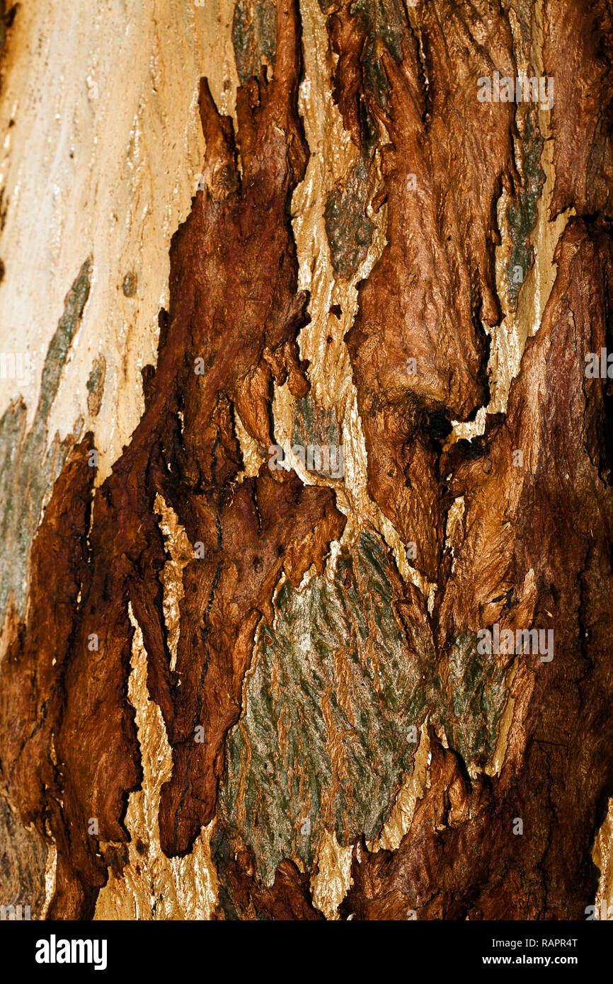 Natural Tree Wood Bark Trunk Background Material Stock Photo - Alamy