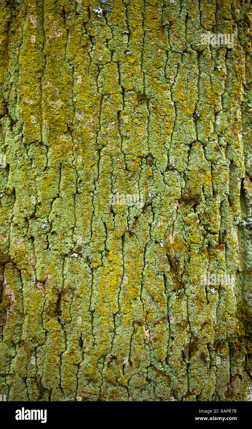 Natural Tree Wood Bark Trunk Background Material Stock Photo - Alamy