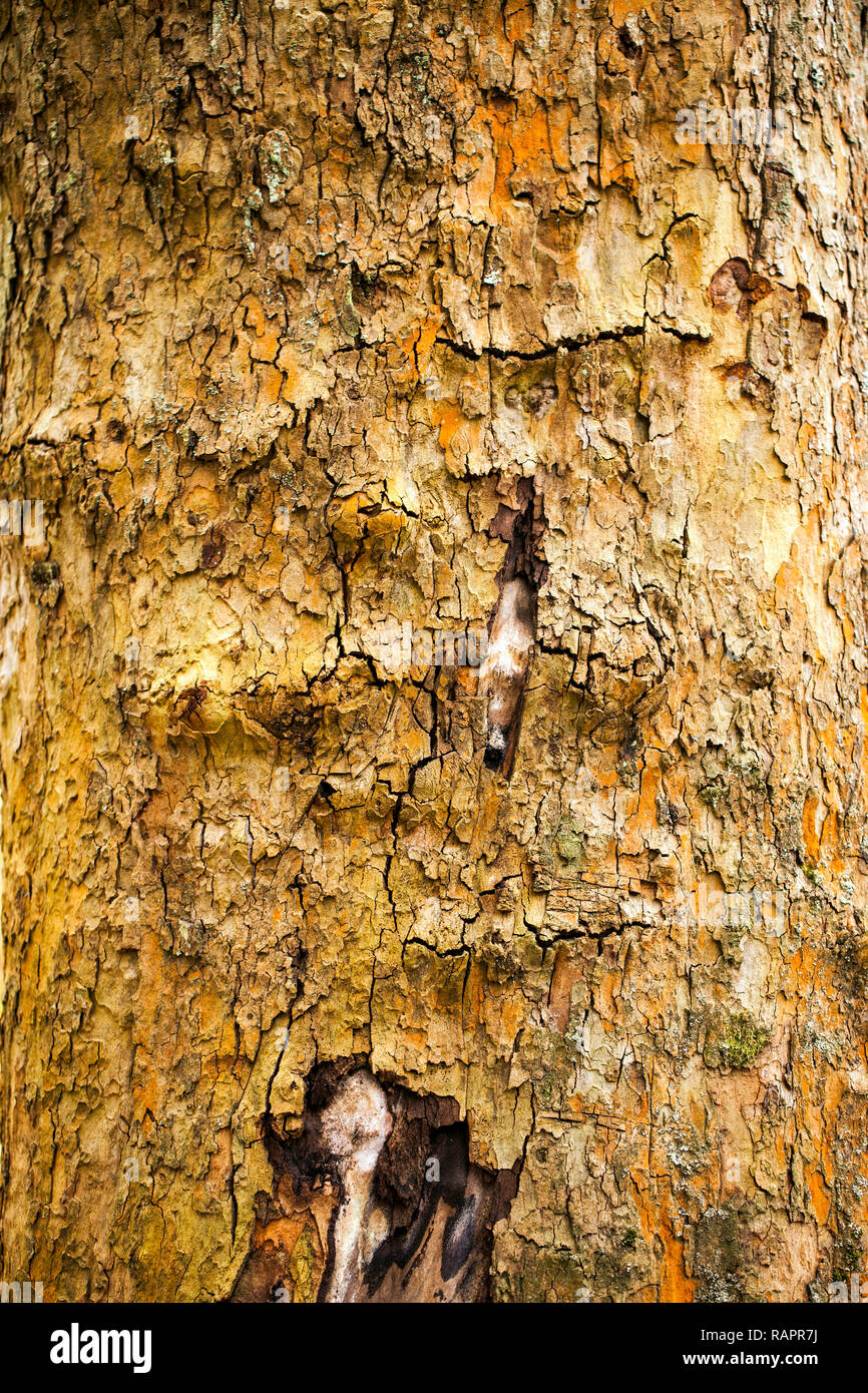 Natural Tree Wood Bark Trunk Background Material Stock Photo - Alamy