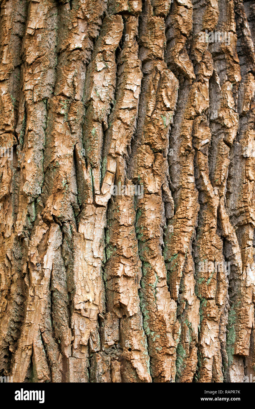 Natural Tree Wood Bark Trunk Background Material Stock Photo - Alamy
