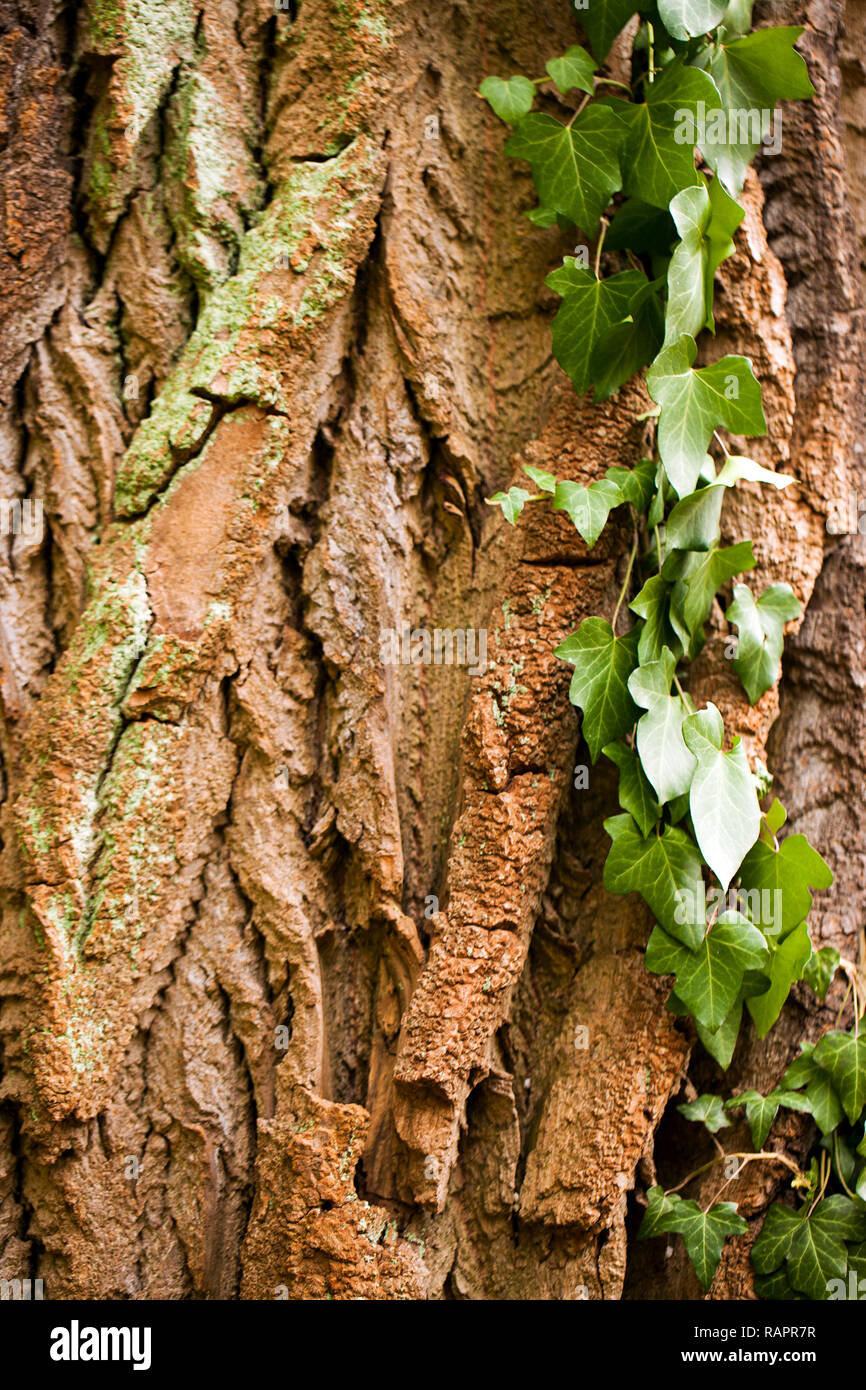 Natural Tree Wood Bark Trunk Background Material Stock Photo - Alamy
