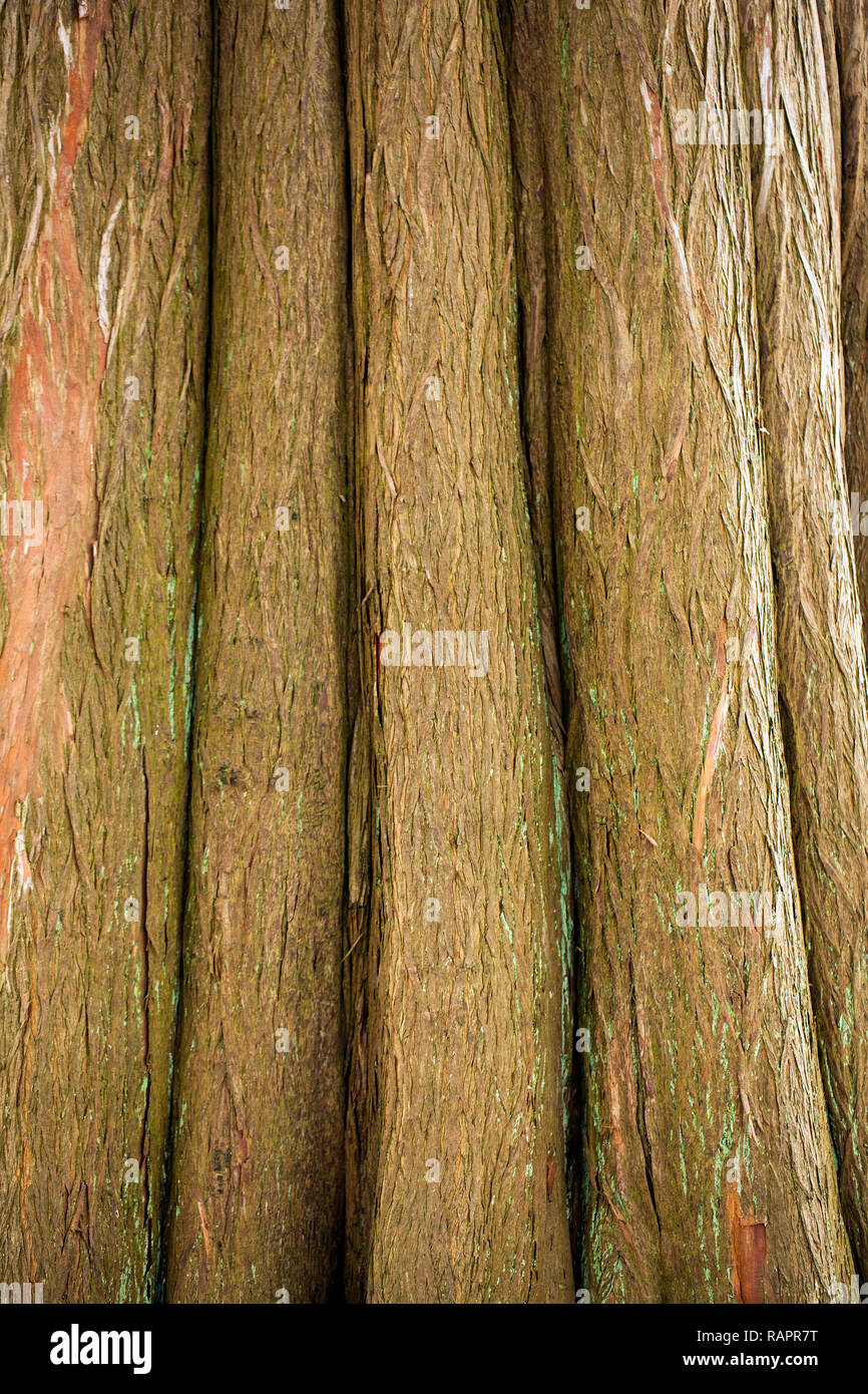 Natural Tree Wood Bark Trunk Background Material Stock Photo - Alamy