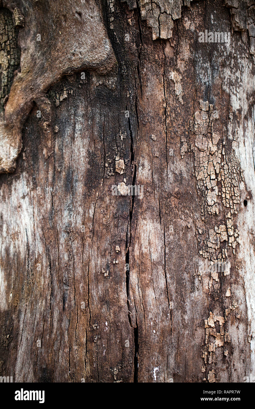 Natural Tree Wood Bark Trunk Background Material Stock Photo - Alamy