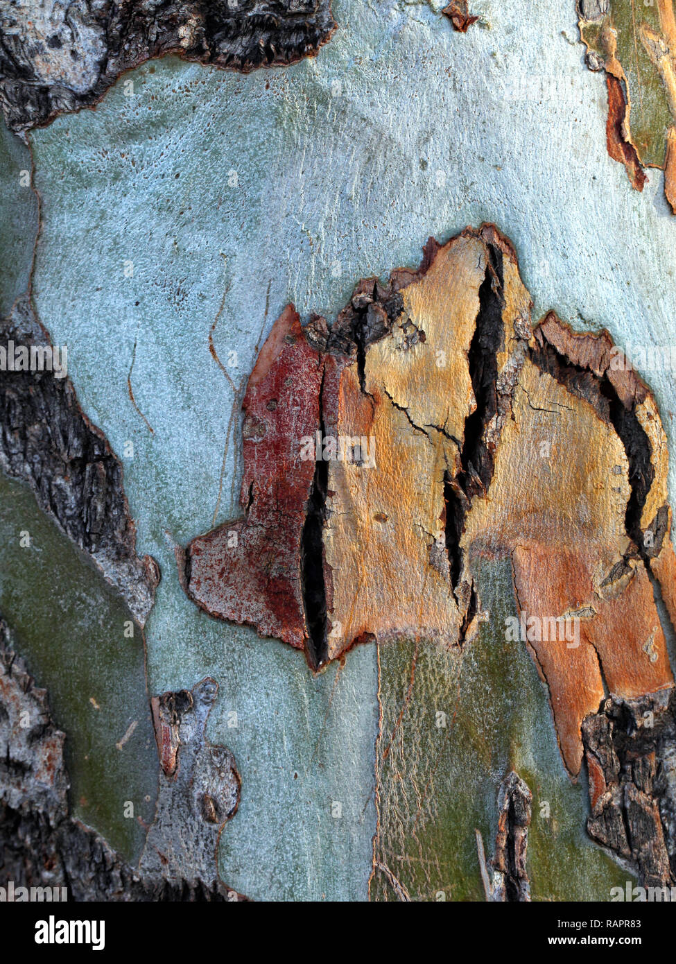 Natural Tree Wood Bark Trunk Background Material Stock Photo - Alamy