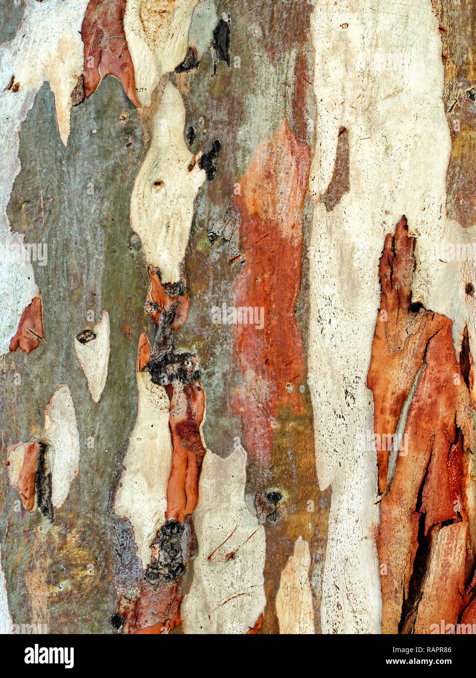 Natural Tree Wood Bark Trunk Background Material Stock Photo - Alamy