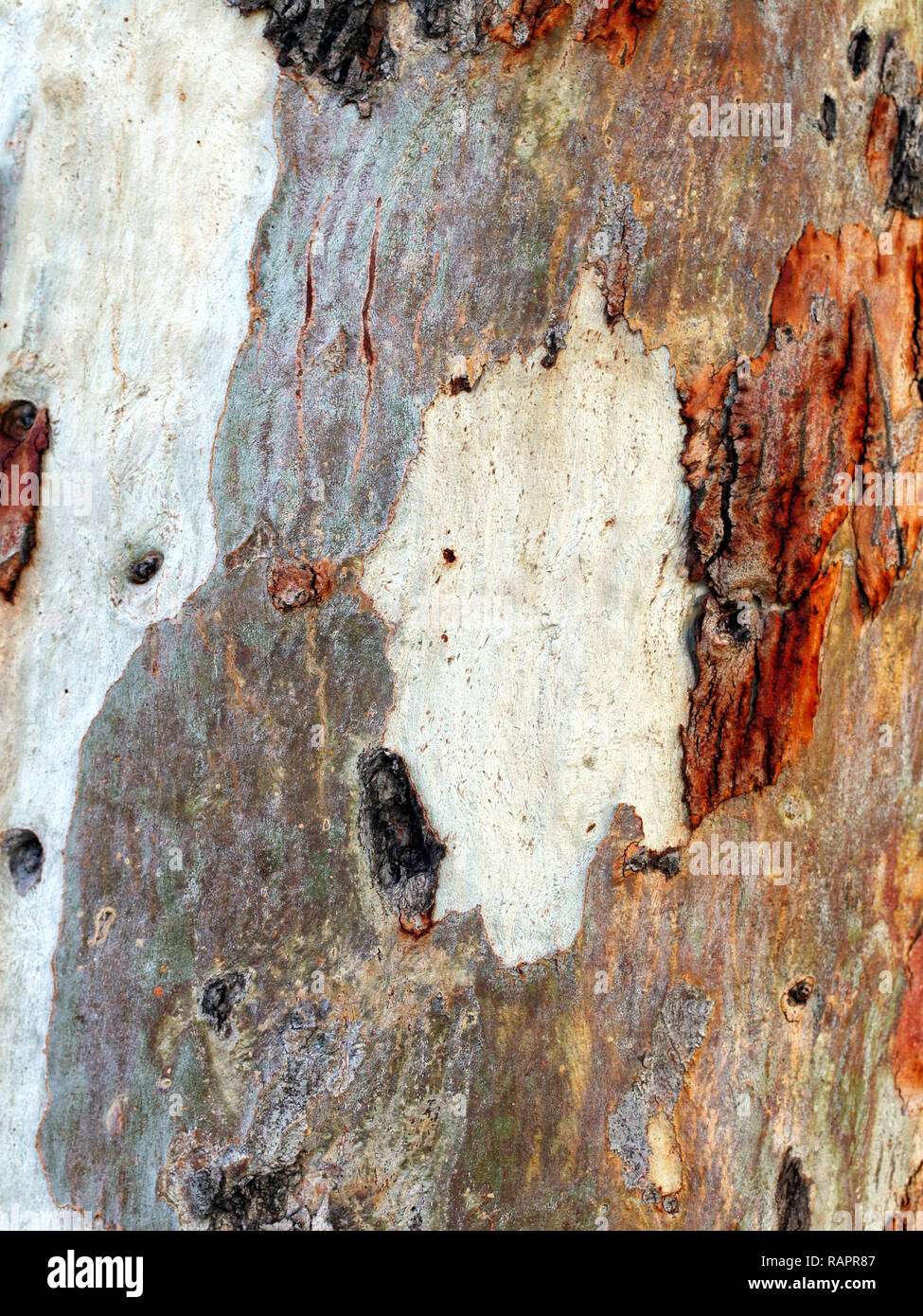 Natural Tree Wood Bark Trunk Background Material Stock Photo - Alamy