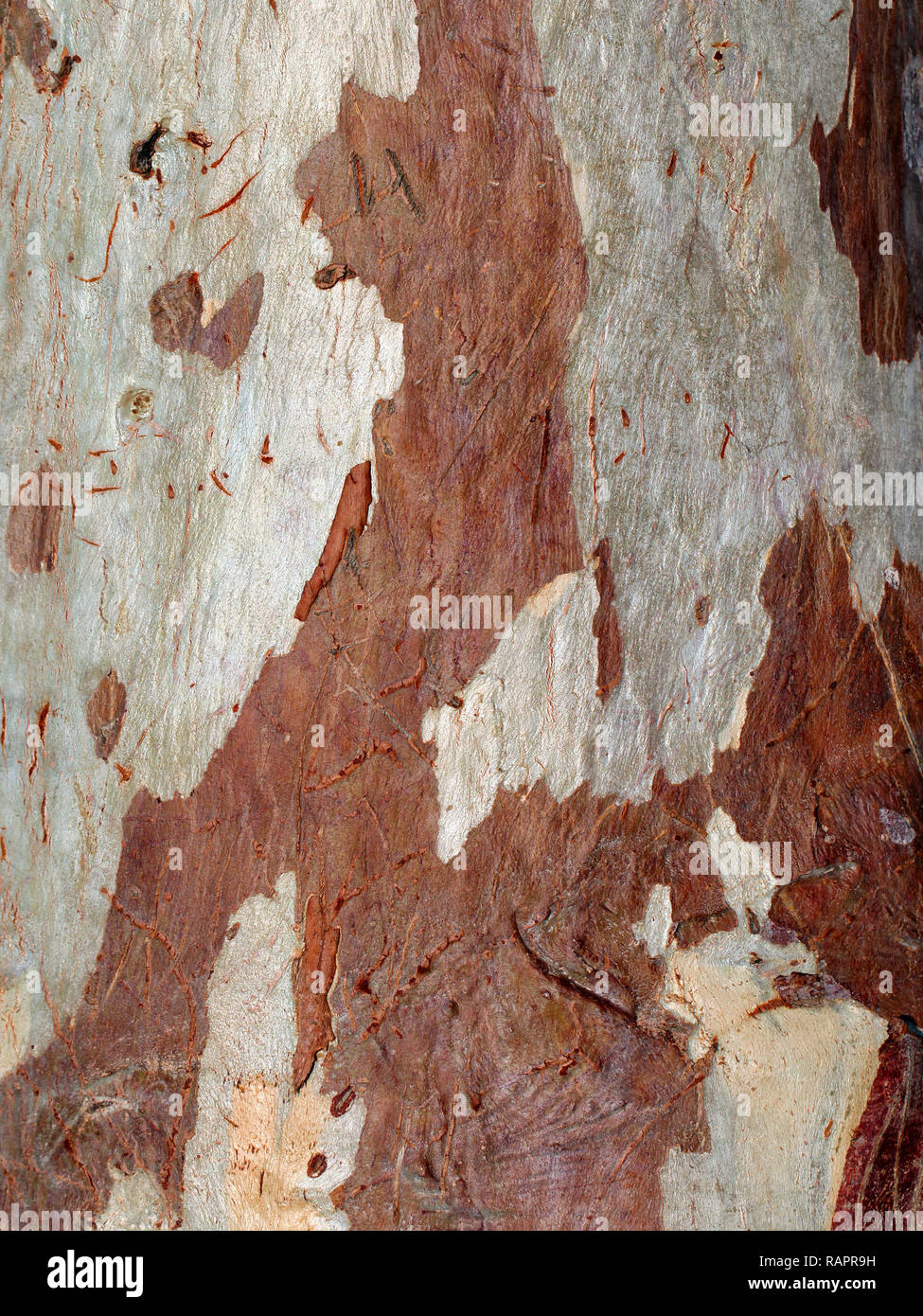 Natural Tree Wood Bark Trunk Background Material Stock Photo - Alamy