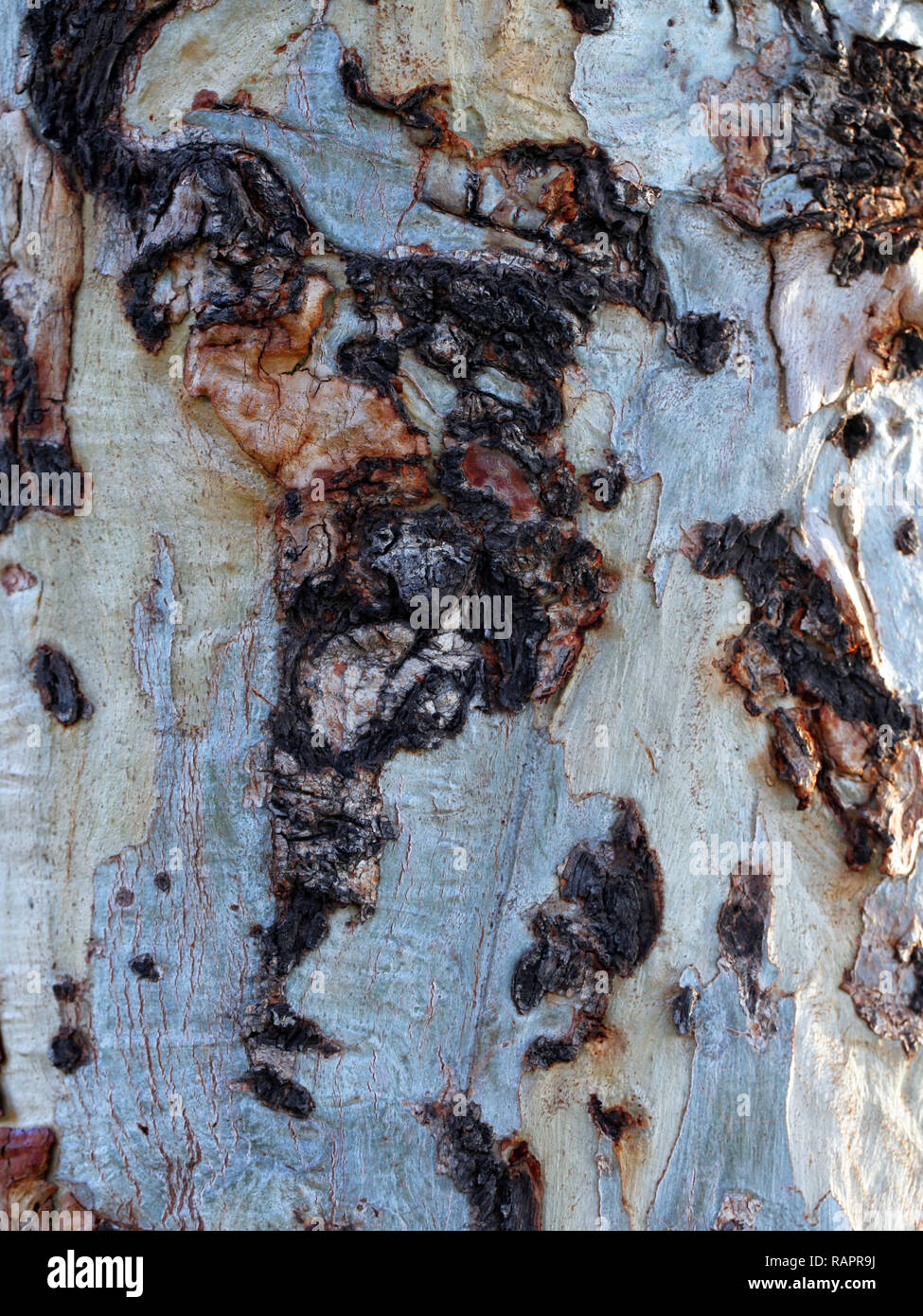 Natural Tree Wood Bark Trunk Background Material Stock Photo - Alamy