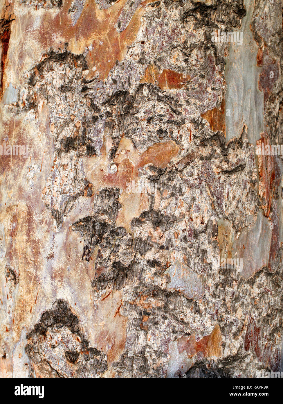 Natural Tree Wood Bark Trunk Background Material Stock Photo - Alamy