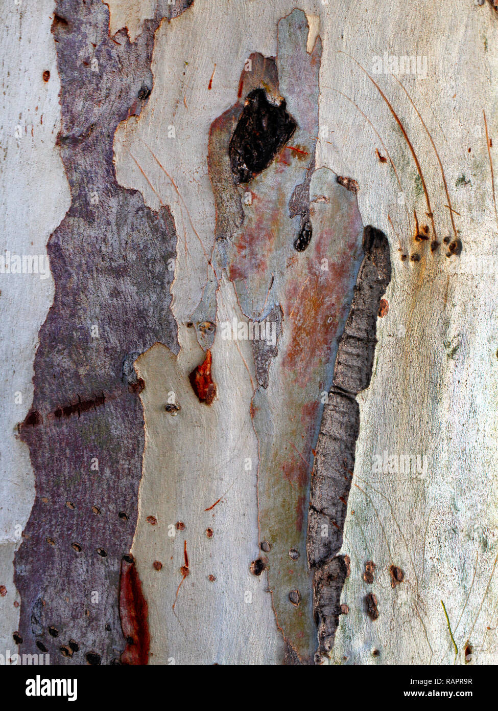 Natural Tree Wood Bark Trunk Background Material Stock Photo - Alamy