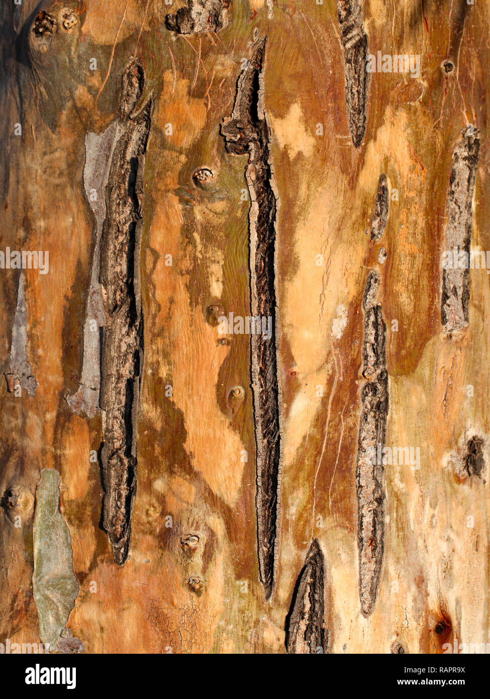 Natural Tree Wood Bark Trunk Background Material Stock Photo - Alamy