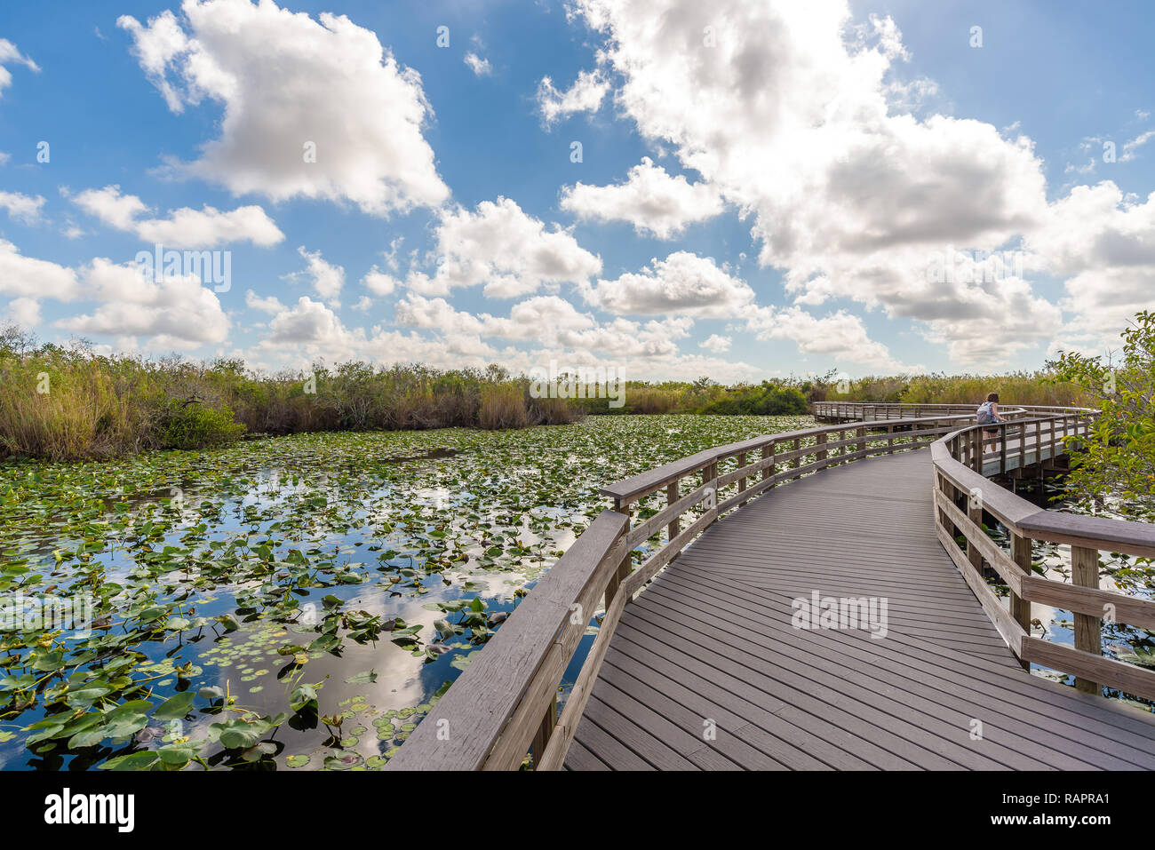 Swamp landscape at Anhinga Trail with a wooden walkway, Everglades ...