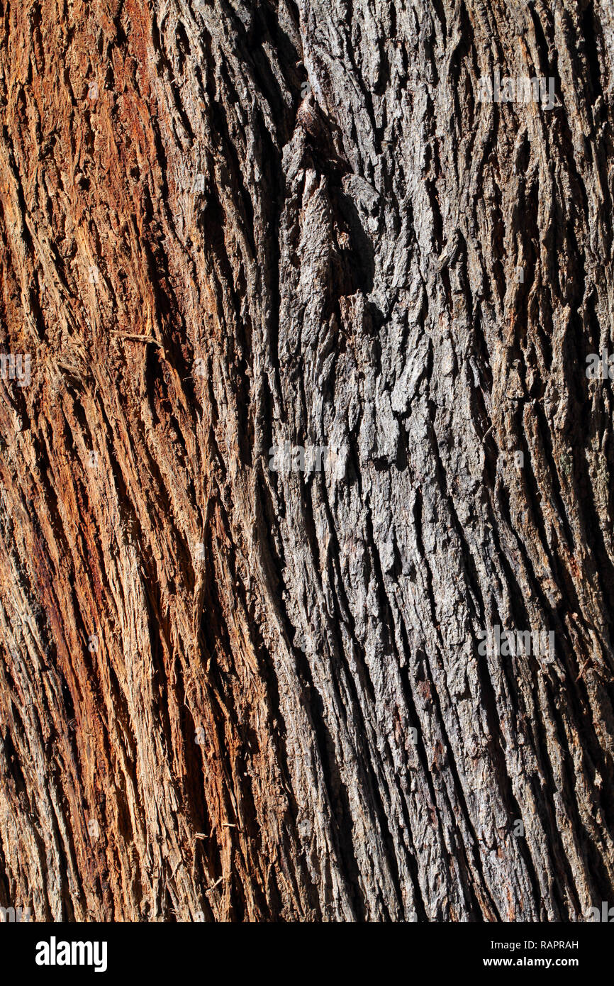 Natural Tree Wood Bark Trunk Background Material Stock Photo - Alamy