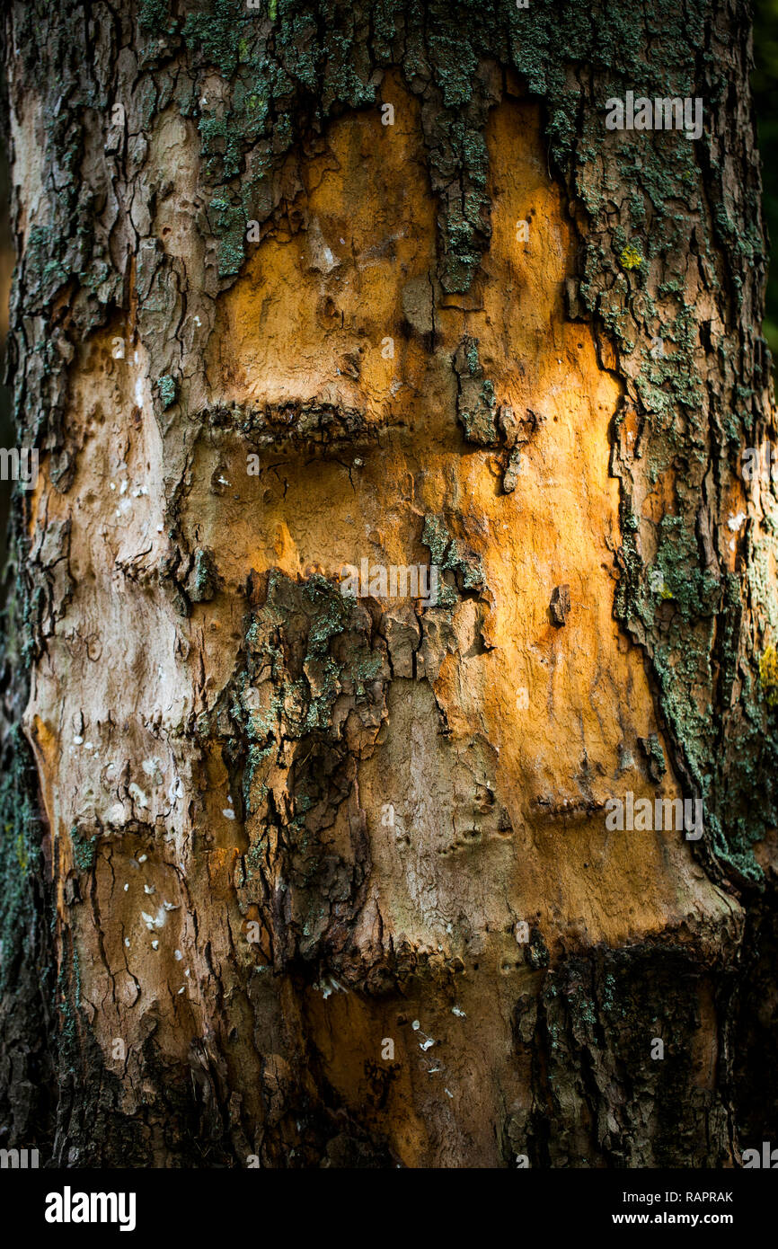 Natural Tree Wood Bark Trunk Background Material Stock Photo - Alamy