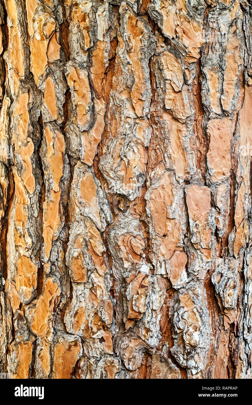 Natural Tree Wood Bark Trunk Background Material Stock Photo - Alamy