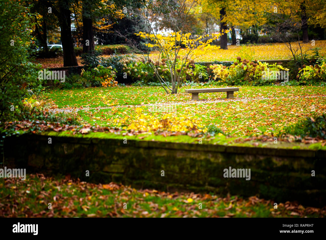 Seasonal Trees and Roads Green Nature in Park Photo Stock Photo - Alamy