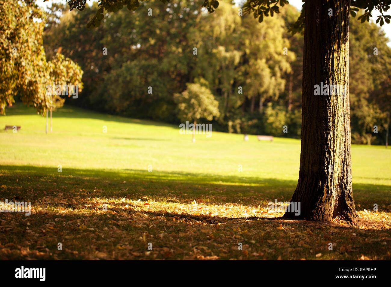 Seasonal Trees and Roads Green Nature in Park Photo Stock Photo - Alamy