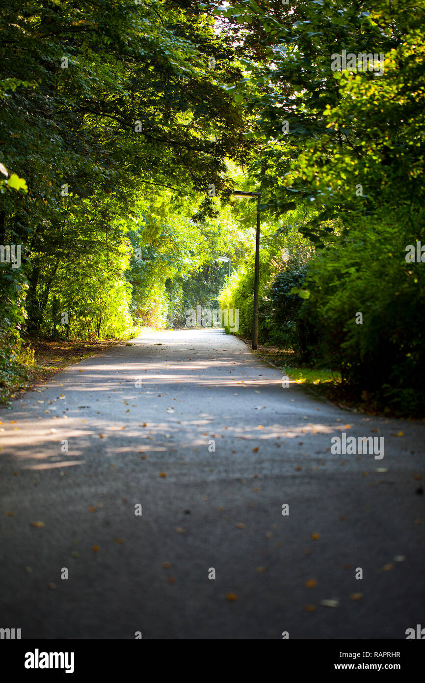 Seasonal Trees and Roads Green Nature in Park Photo Stock Photo - Alamy