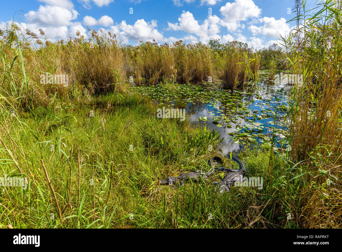Swamp landscape with alligators resting in the sun at Anhinga Trail ...