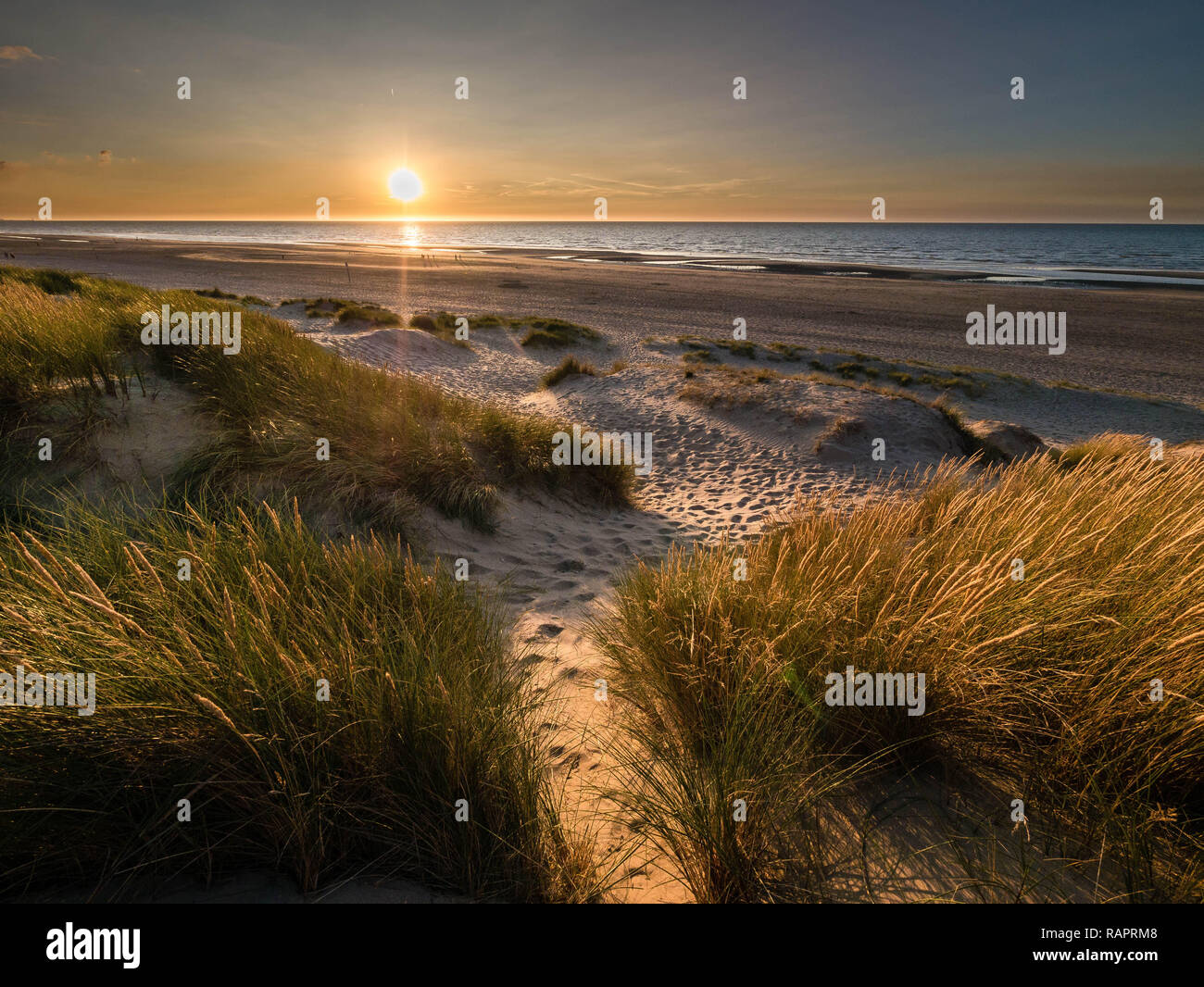View from colorful marram grass covered dunes in northern France ...