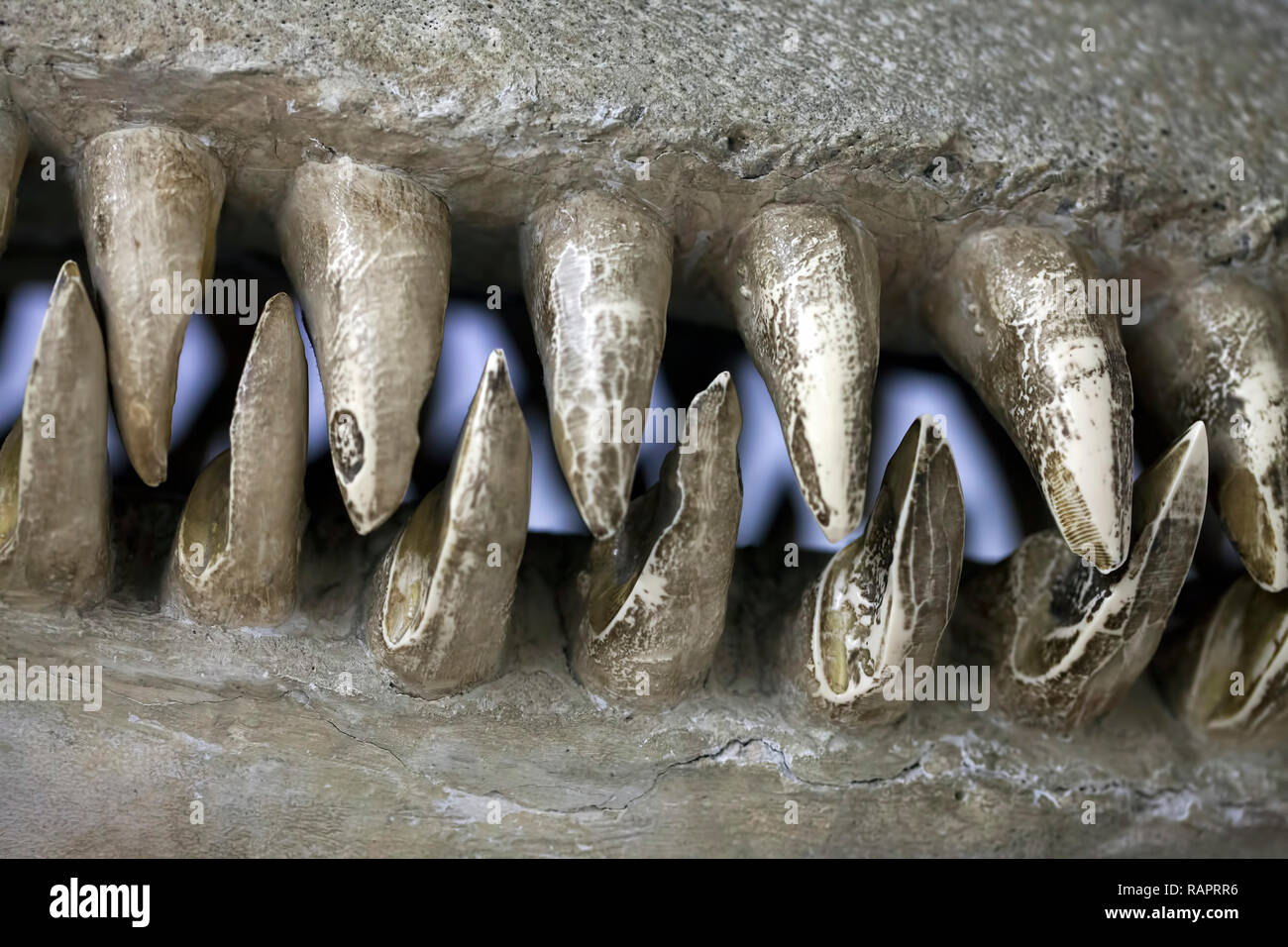 Ancient Prehistoric Dinosaur Skeleton Fossile Paleontology Science ...