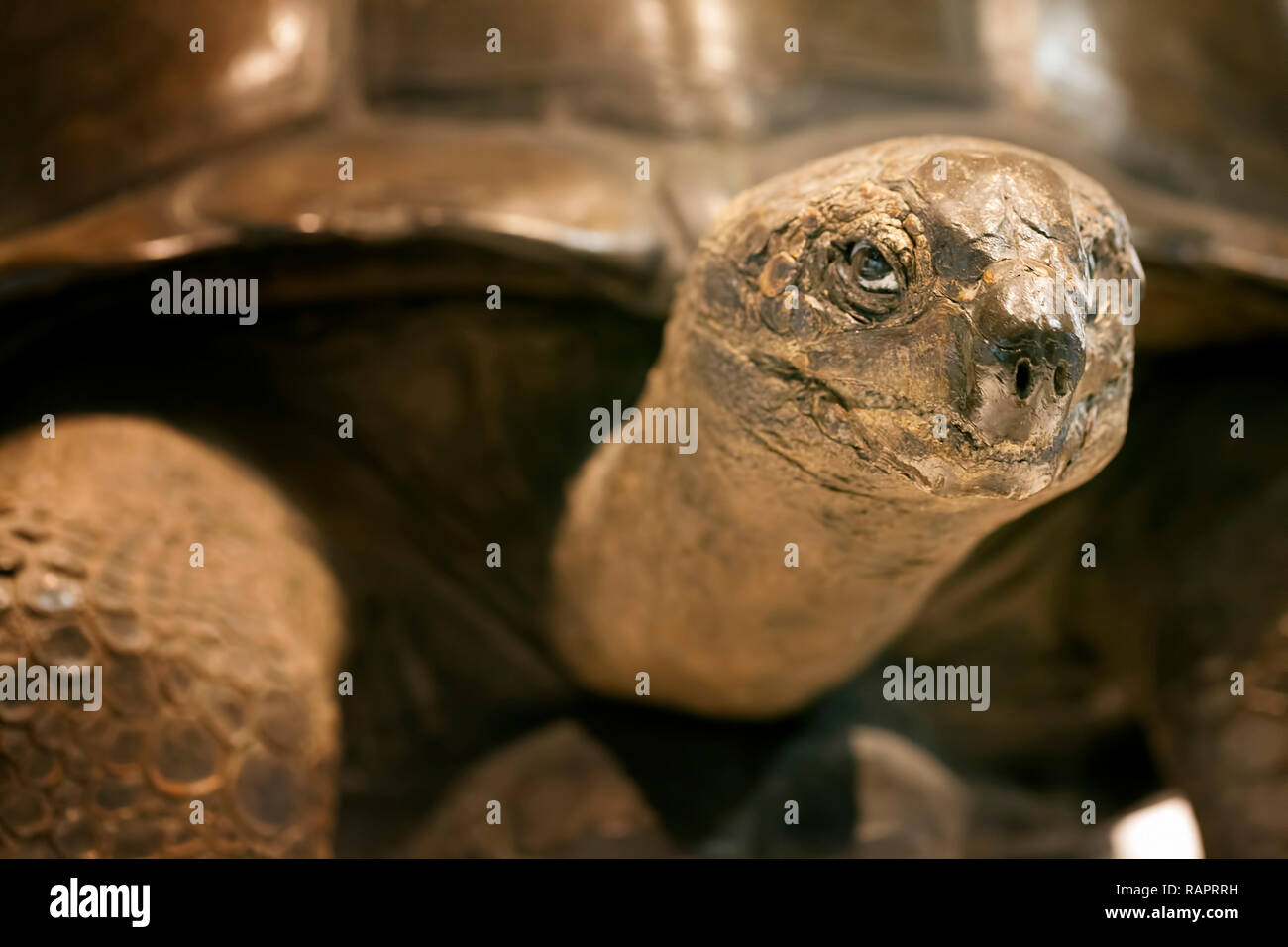 Fossil sea turtle hi-res stock photography and images - Alamy