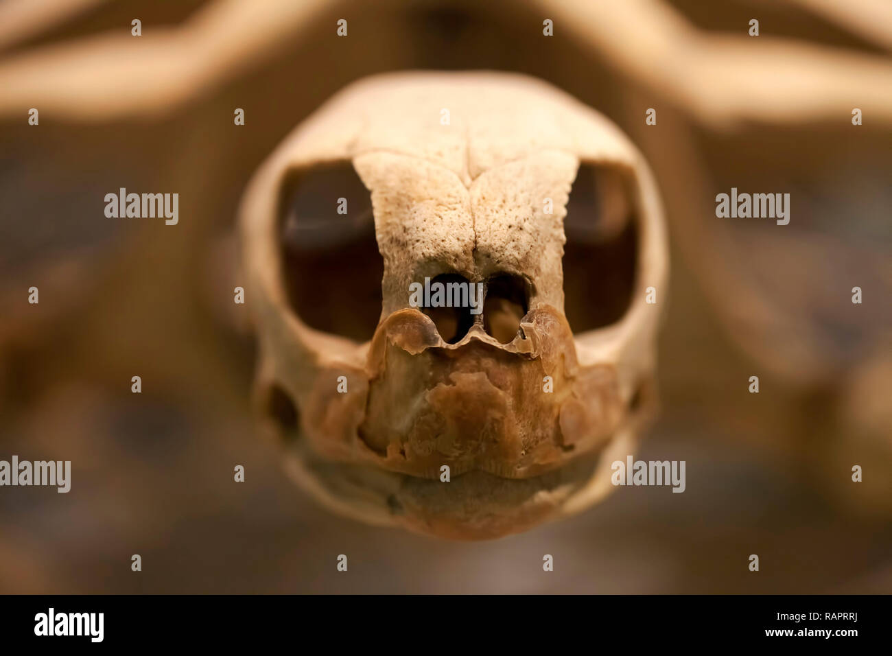 Prehistoric turtle skeleton hi-res stock photography and images - Alamy