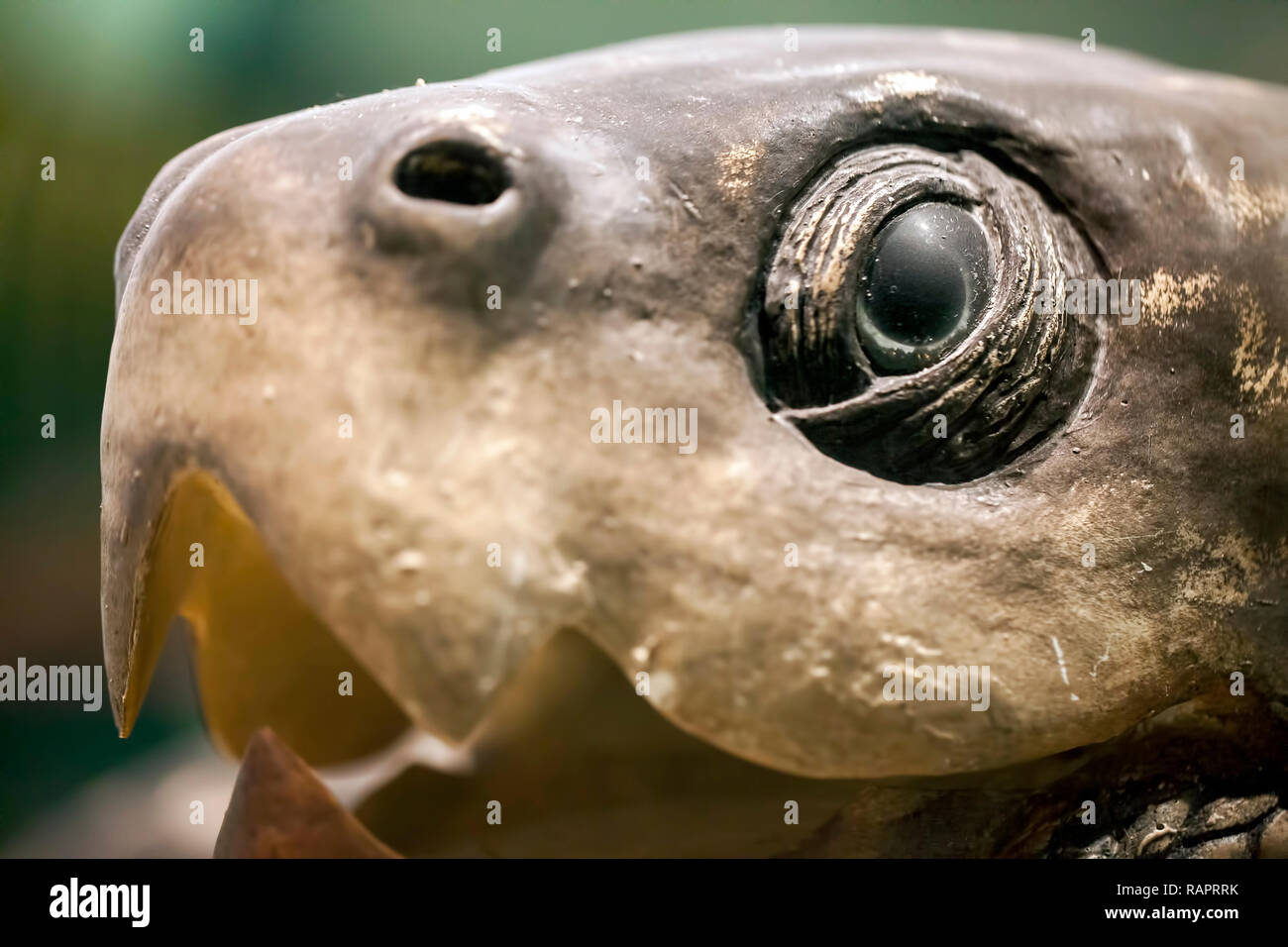 Prehistoric Ancient Animal Turtle Skeleton Fossil Photo Stock Photo - Alamy