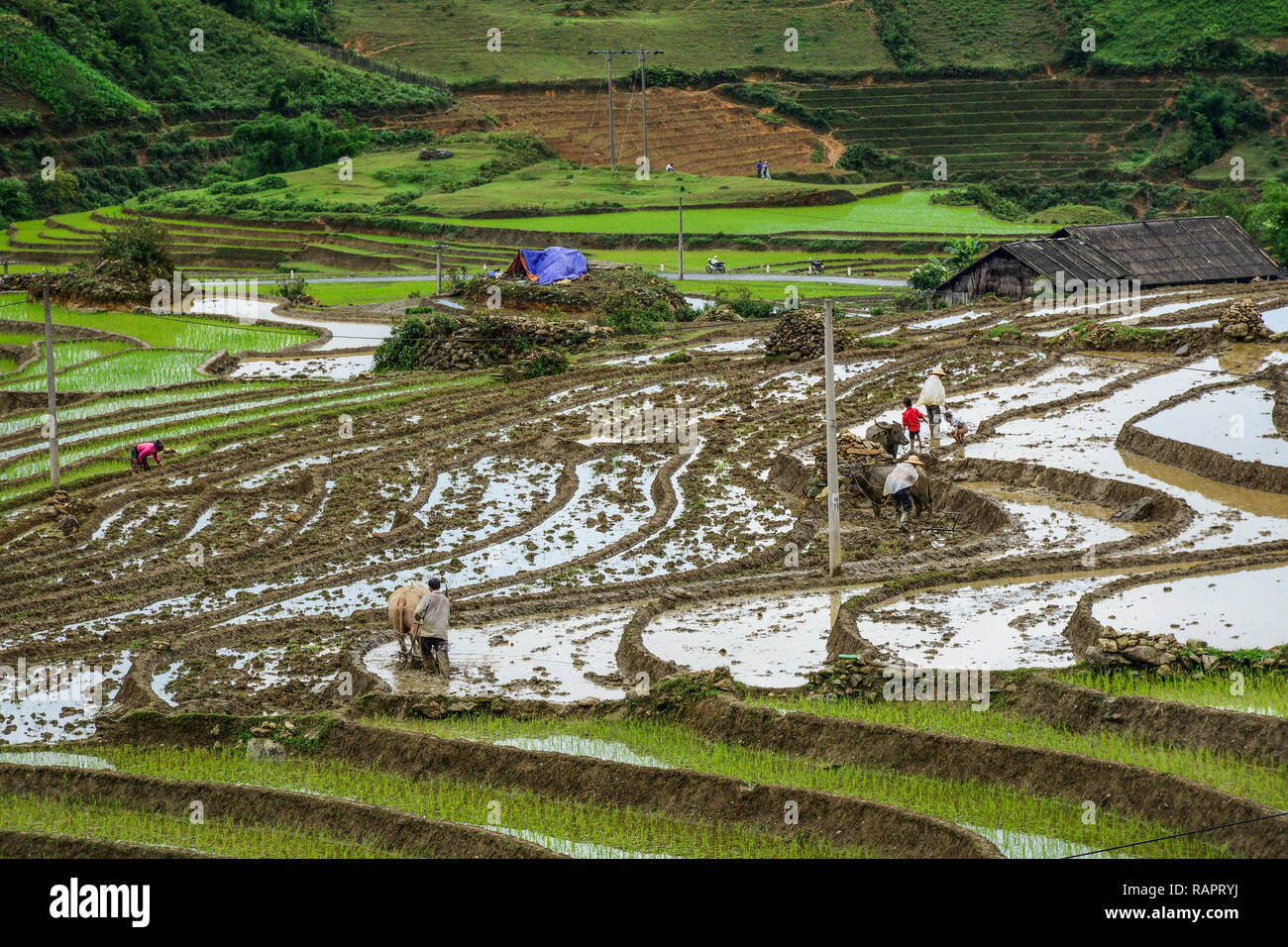 Royalty high-quality free stock image of beautiful terraced rice fields ...