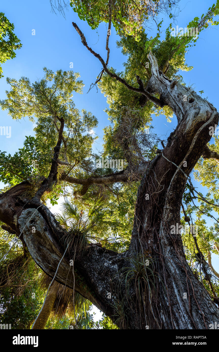 Swamp mahogany tree hi-res stock photography and images - Alamy