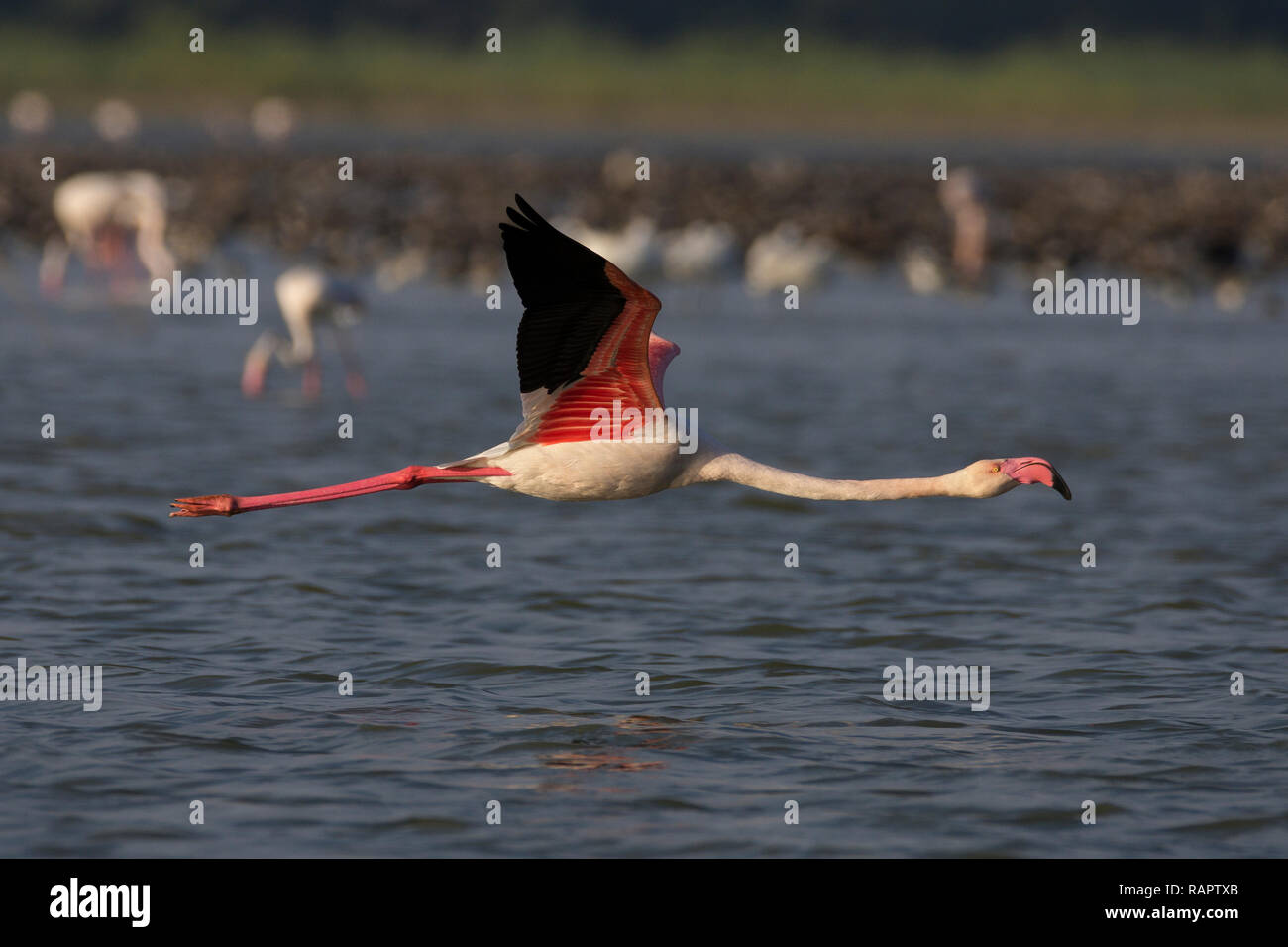 Flight phoenicopterus hi-res stock photography and images - Alamy