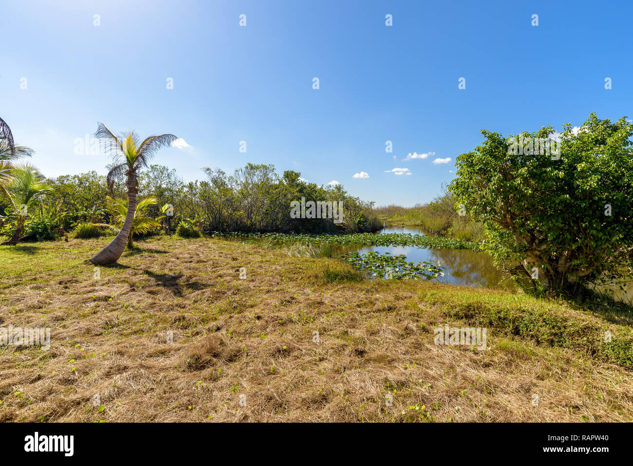 Beautiful swamp landscape with blue sky and a palm of the wetlands in ...