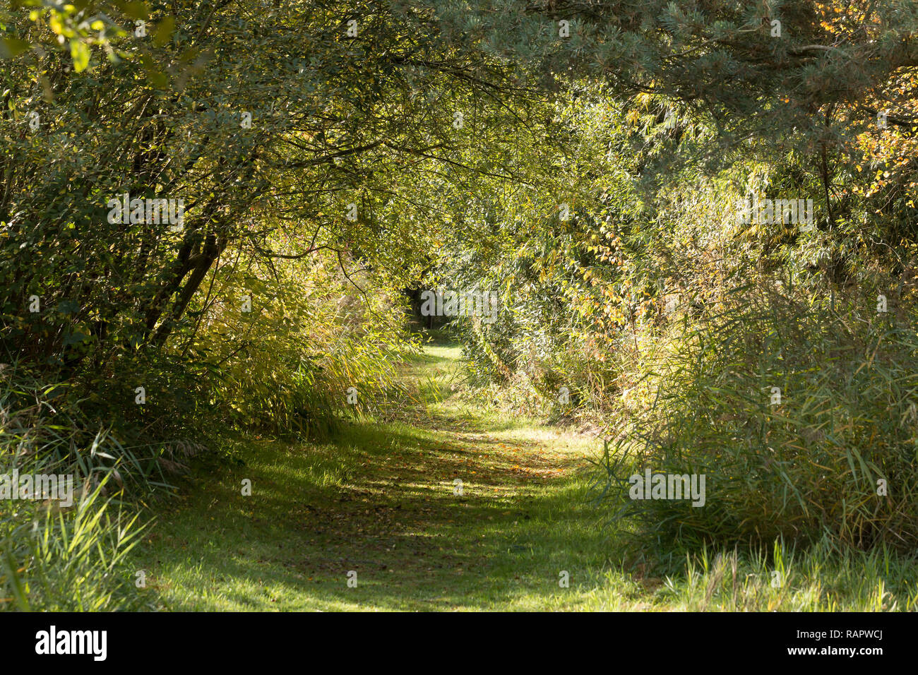 Peaceful forest path enclosed with trees, in early morning autumn light ...