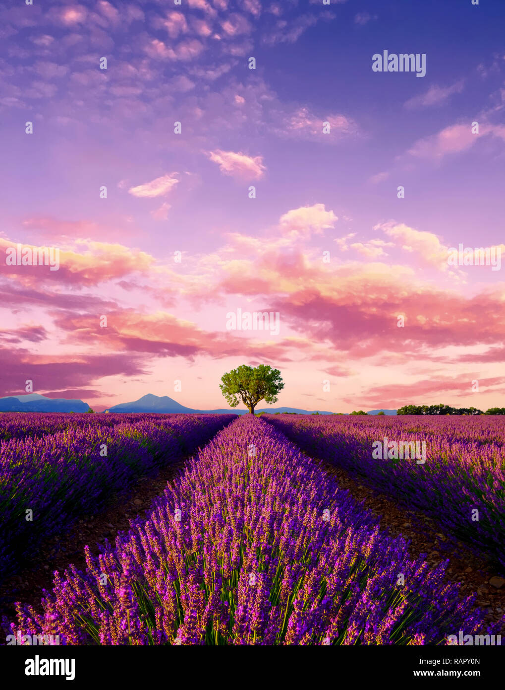 Tree in lavender field at sunset in Provence Stock Photo - Alamy