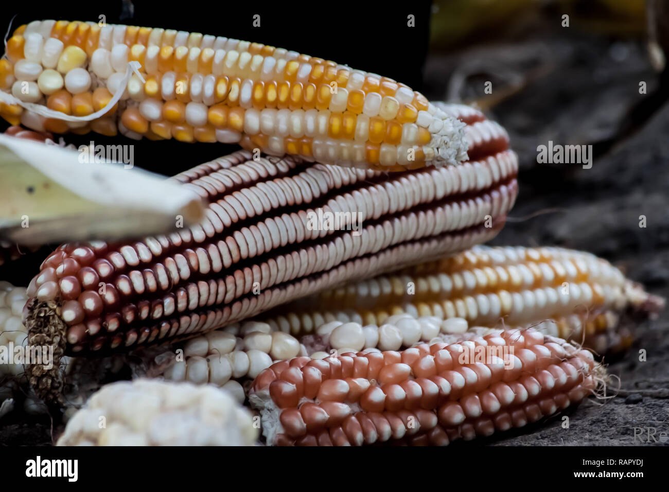 ears and grains of corn of different species and natural colors Stock ...