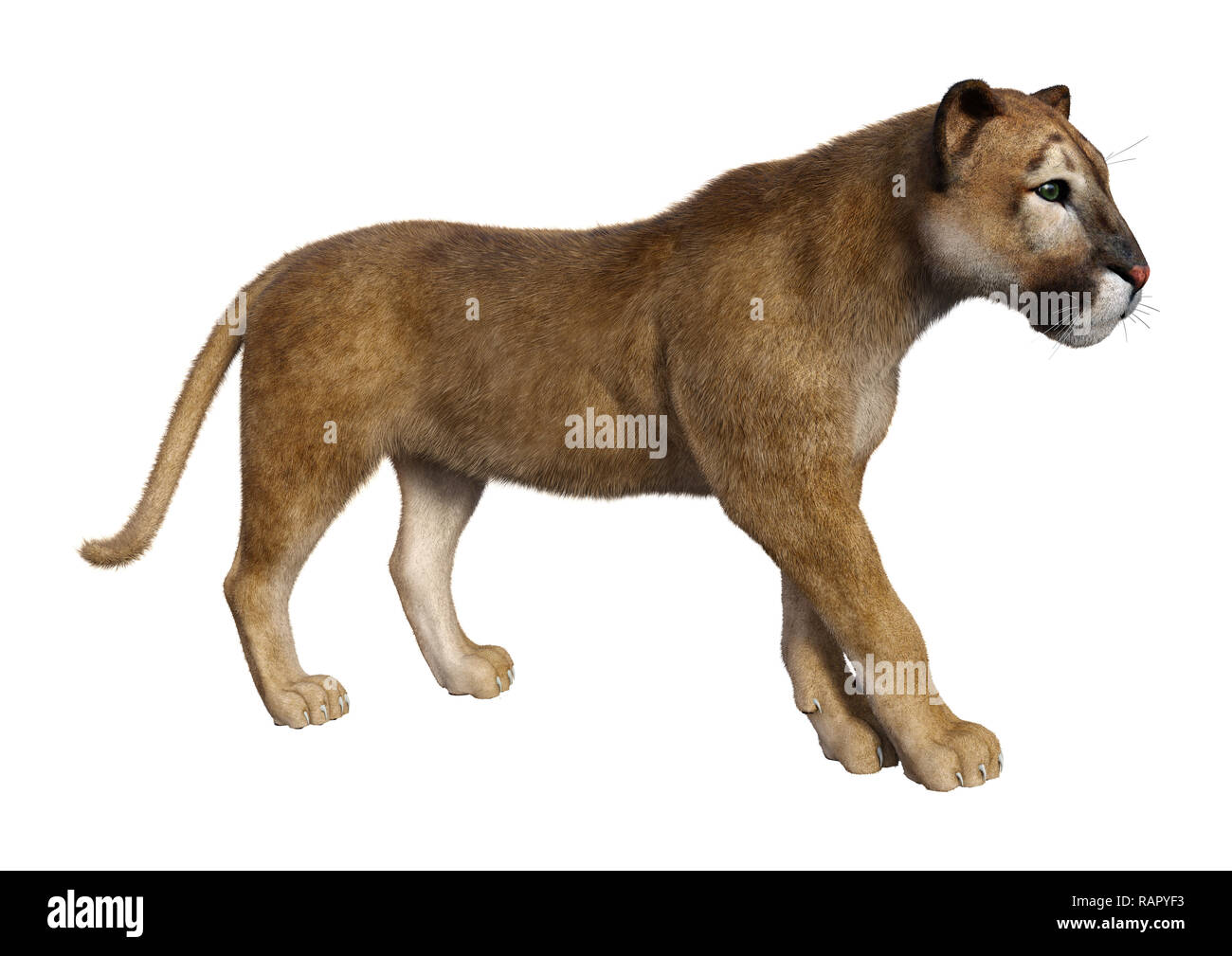 3D rendering of a big cat puma isolated on white background Stock Photo ...