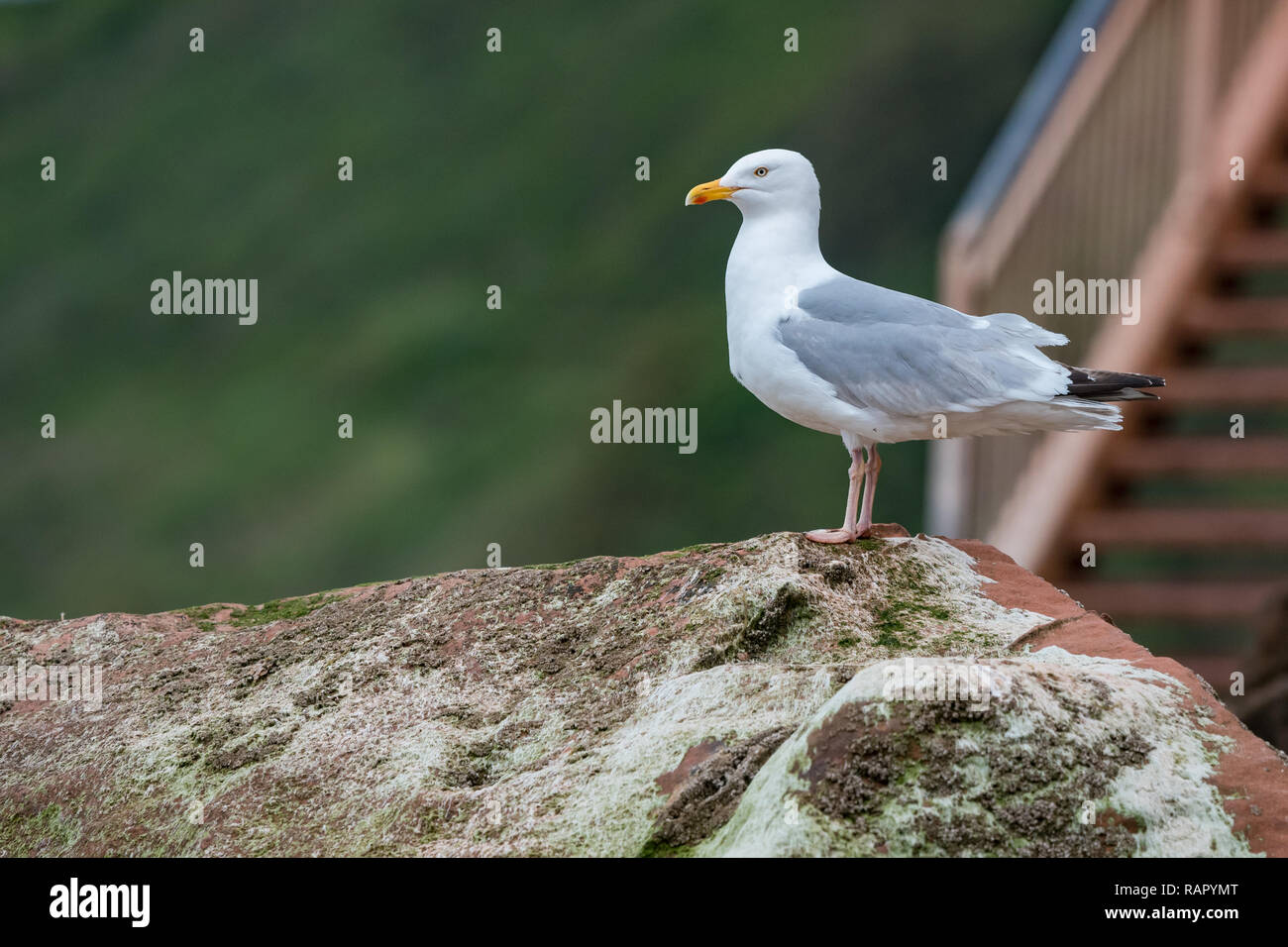 Photography - Nick Harrison Stock Photo - Alamy