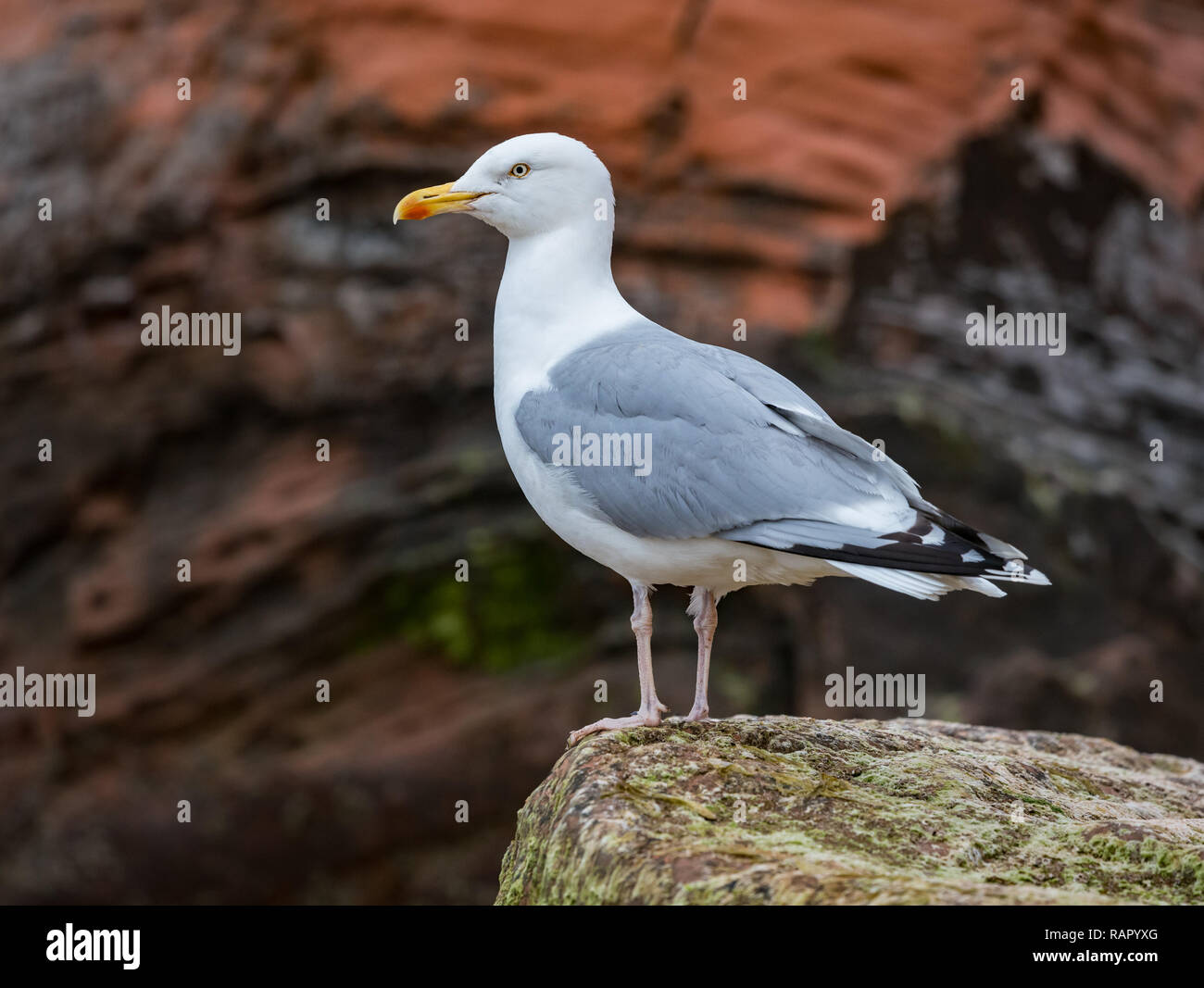 Photography - Nick Harrison Stock Photo - Alamy