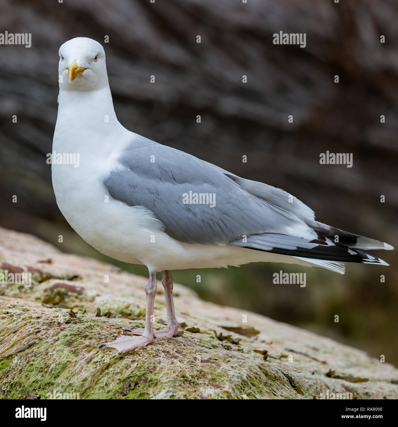 Photography - Nick Harrison Stock Photo - Alamy