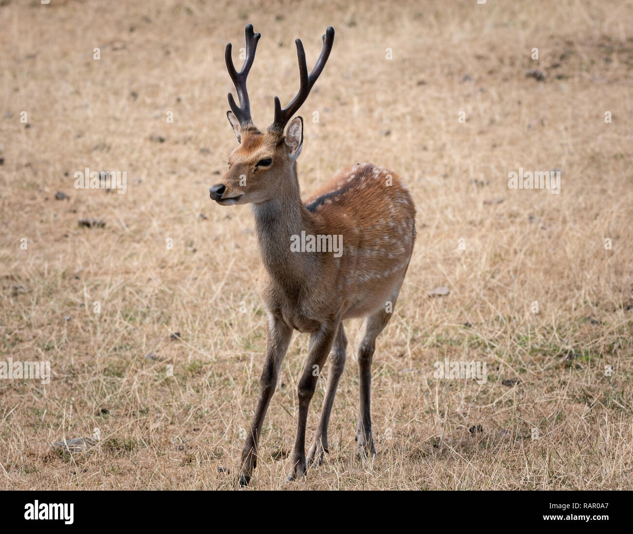 Freisen hi-res stock photography and images - Alamy