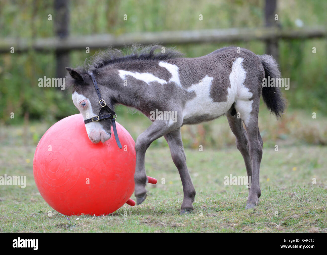 Britain's smallest horse called 'Micro Dave', who was born on 11/06/15 ...