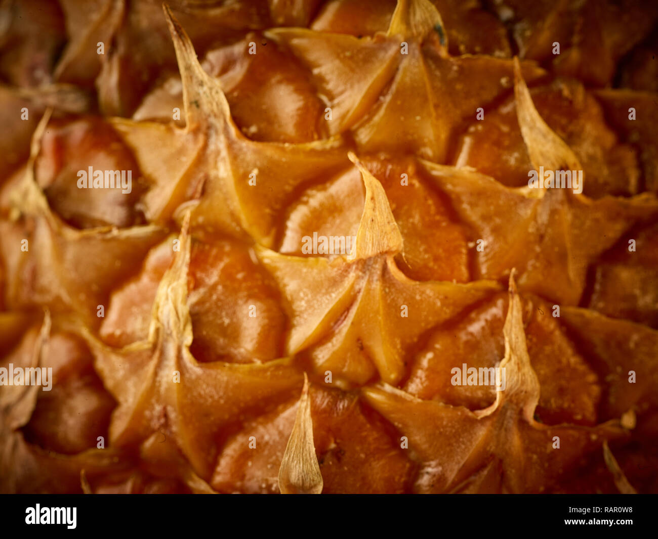 Raphides hi-res stock photography and images - Alamy