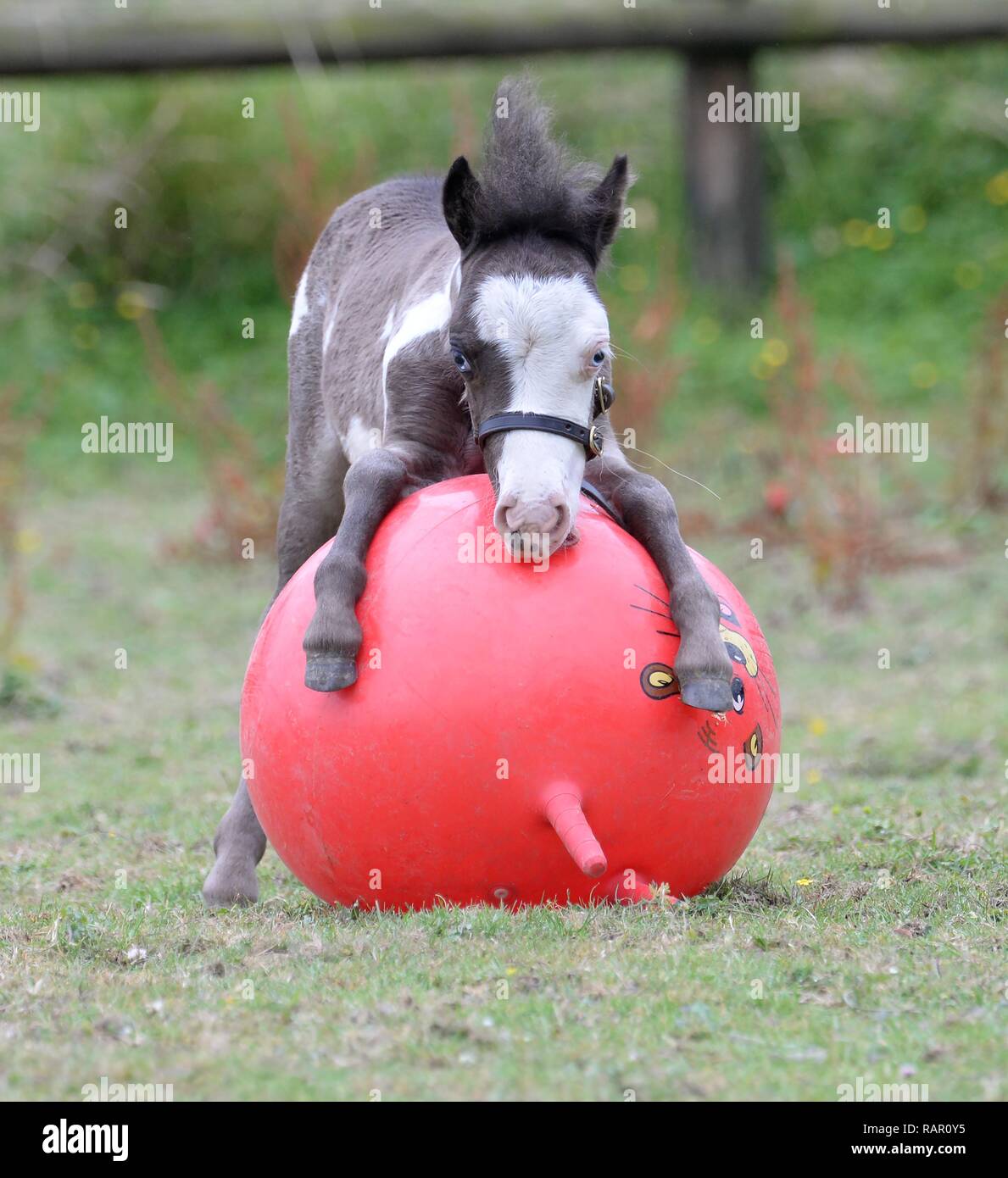 Britain's smallest horse called 'Micro Dave', who was born on 11/06/15 ...