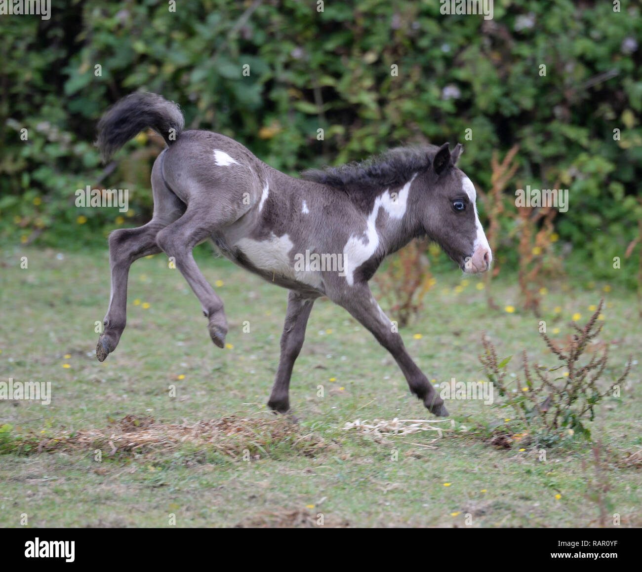 Smallest horse hi-res stock photography and images - Alamy