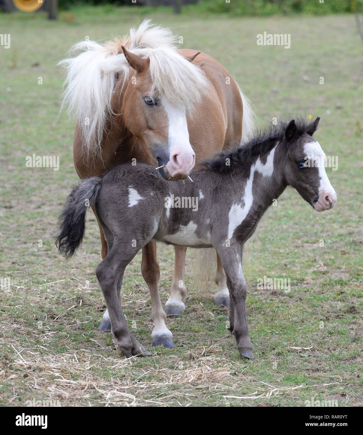 Britain's smallest horse called 'Micro Dave', who was born on 11/06/15 ...