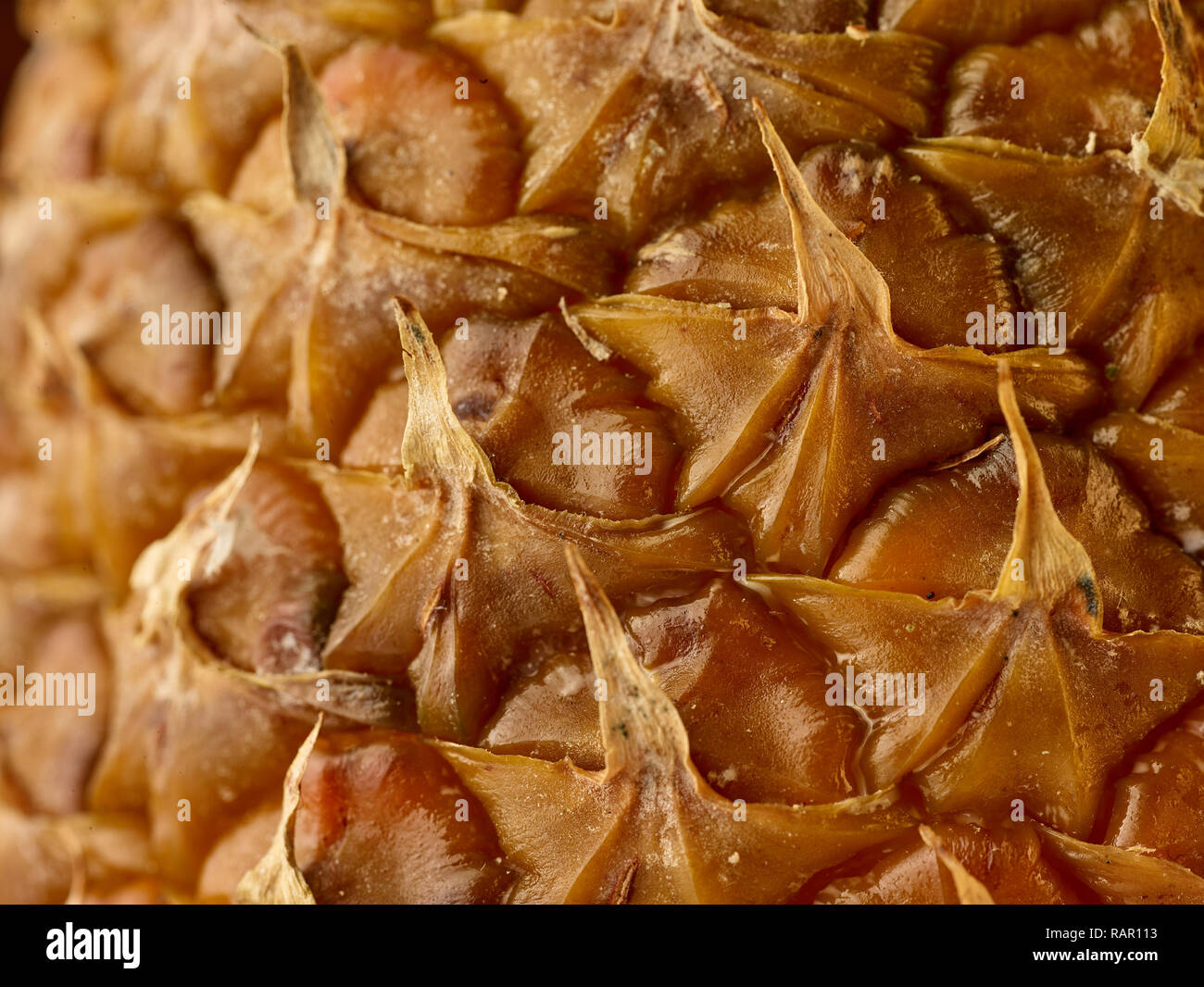 Raphides hi-res stock photography and images - Alamy
