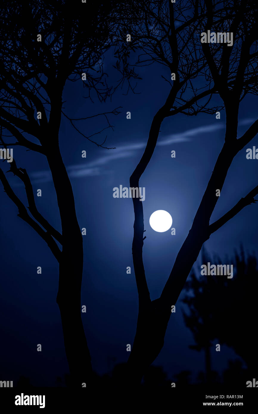 Trees in the Nature in Park at Night Outdoor Concept Stock Photo - Alamy