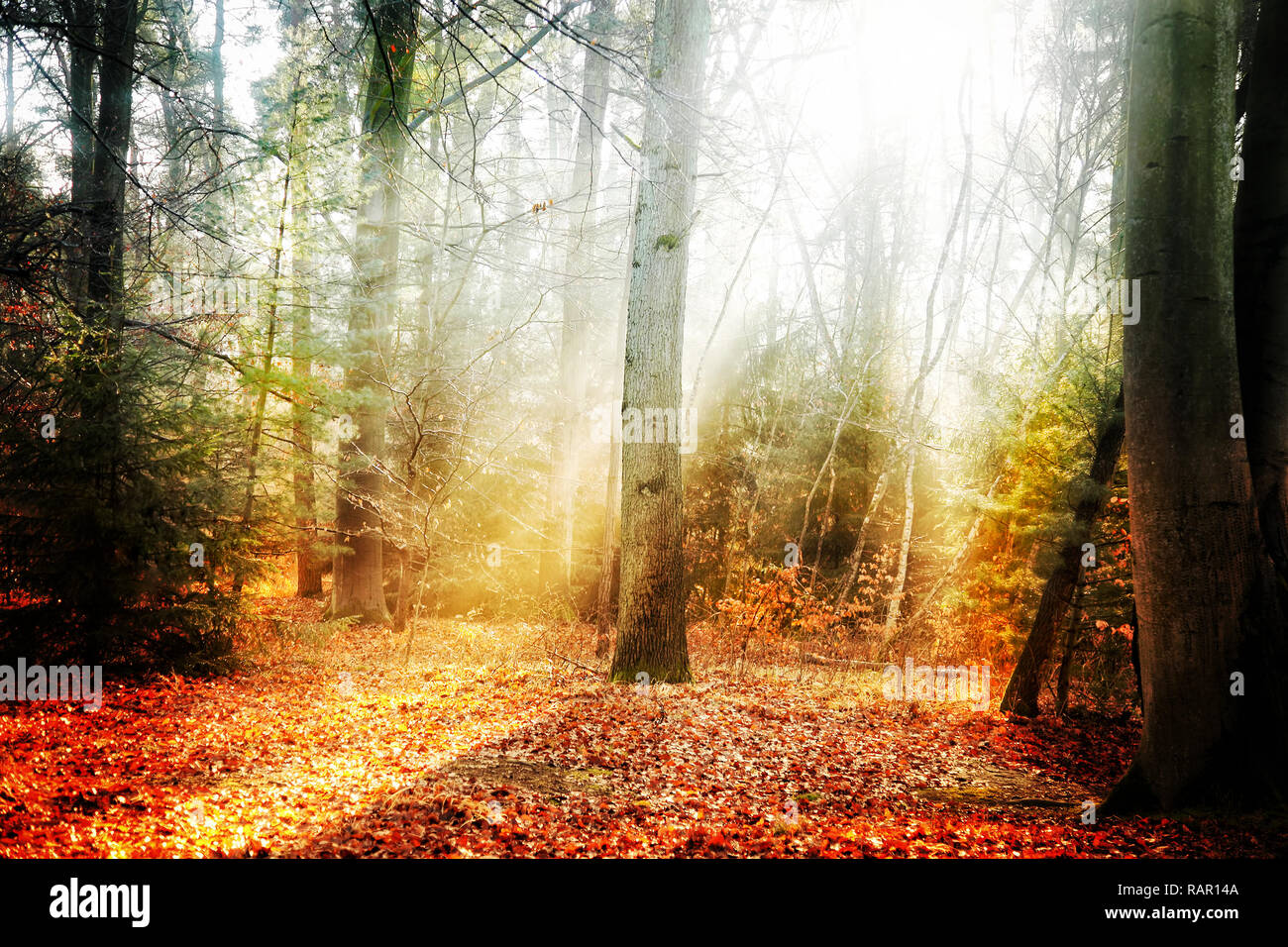 Trees in the Nature in Park Outdoor Concept Stock Photo - Alamy