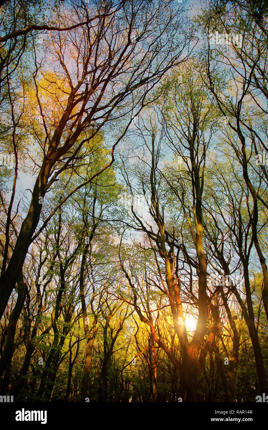 Trees in the Nature in Park Outdoor Concept Stock Photo - Alamy